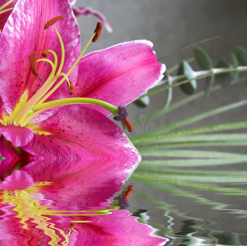 Tiger lilly flower stock image. Image of tiger, liliaceae - 5876459