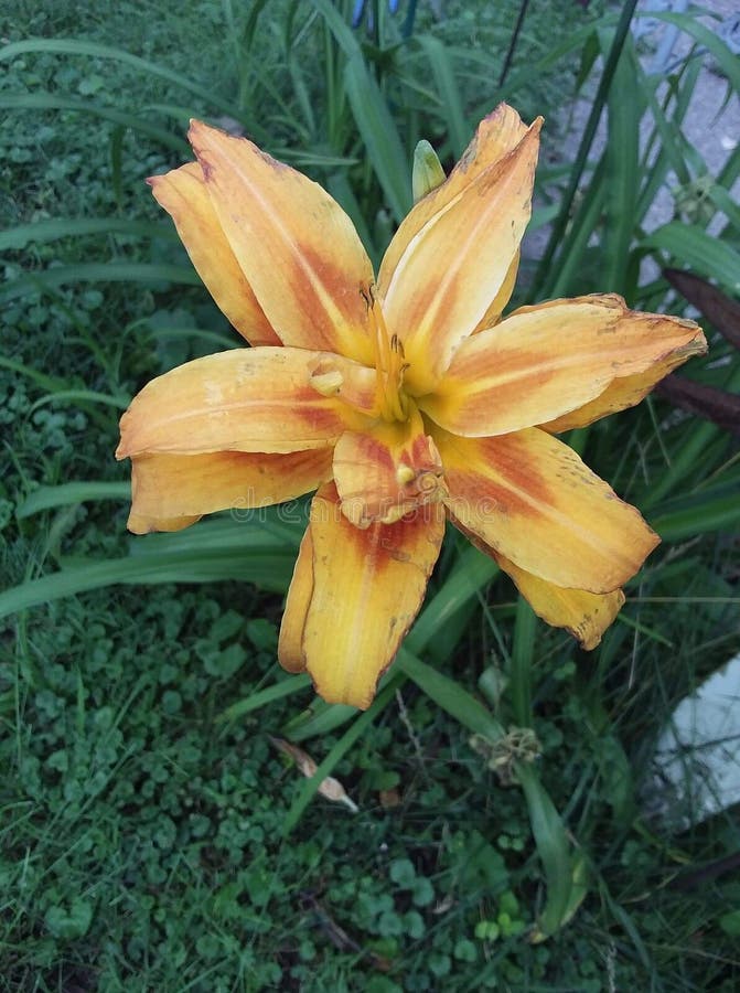 Tiger Lilly bloomed stock photo. Image of narcissus - 217960014