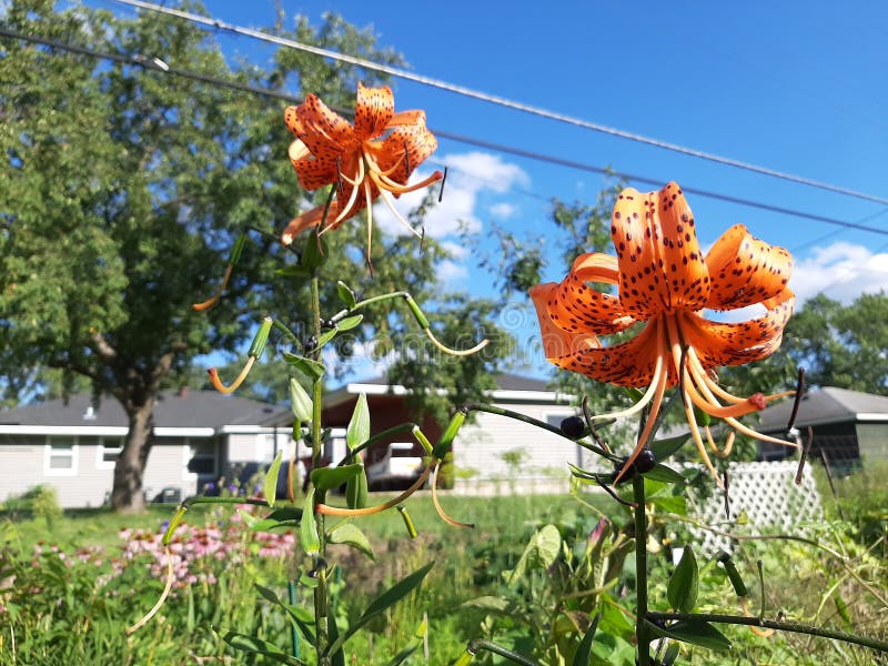 Tiger Lilly garden stock photo. Image of wildflower - 227346282