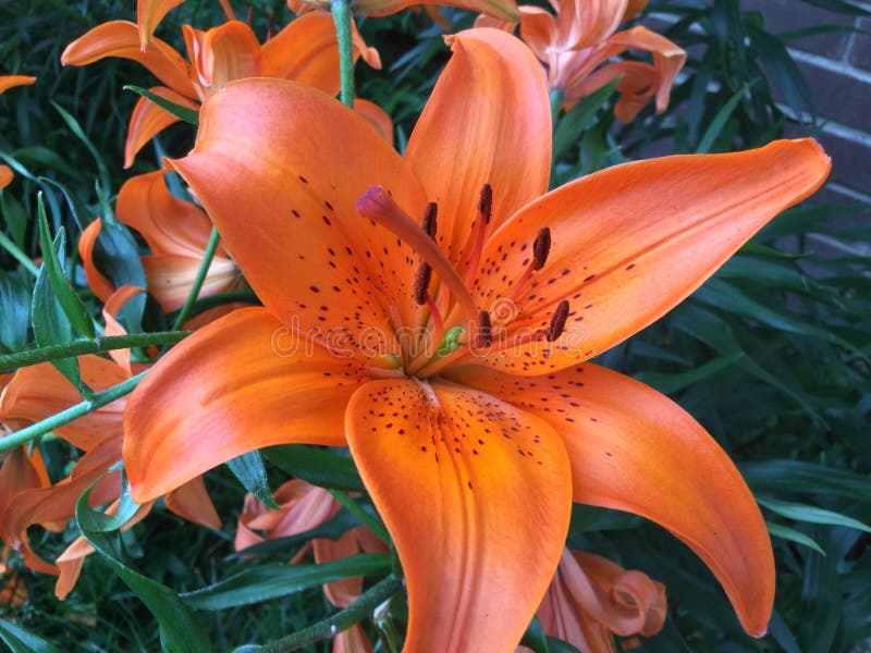 Tiger Lilly stock photo. Image of lilly, gras, tiger - 120928218