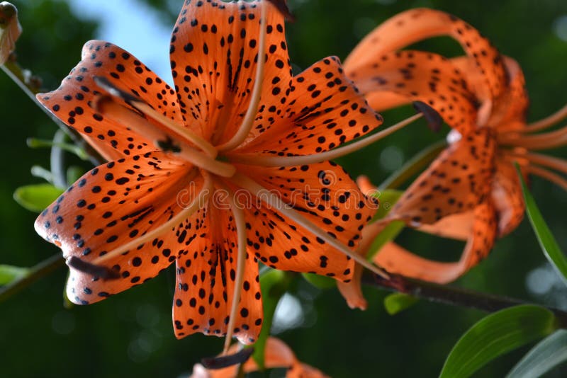 Tiger lilly stock image. Image of arch, flowers, work - 107989749