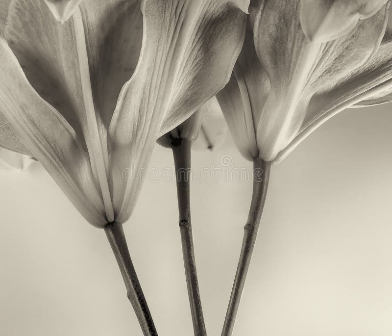 Tiger Lilly in Sepia stock photo. Image of macro, soft - 153912890