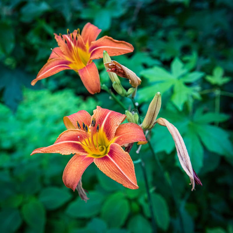 Tiger Lilly Square stock image. Image of nature, cropping - 189482523