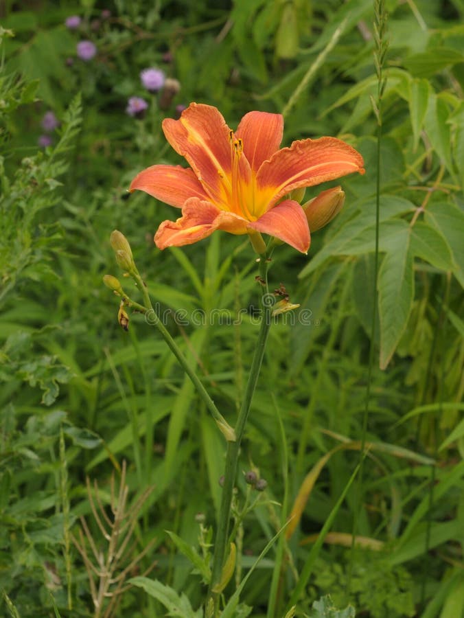 Tiger Lily stock photo. Image of lily, green, plants - 10200236