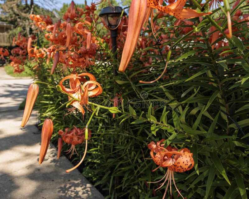Tiger Lily Blossom Hanging Out in the Front Garden by the Drive Stock ...