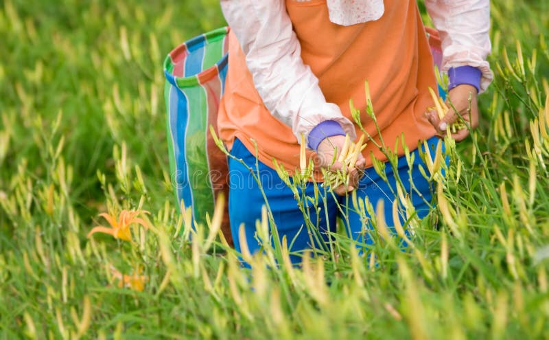 Farmer working in the fram stock image. Image of grass - 10655207