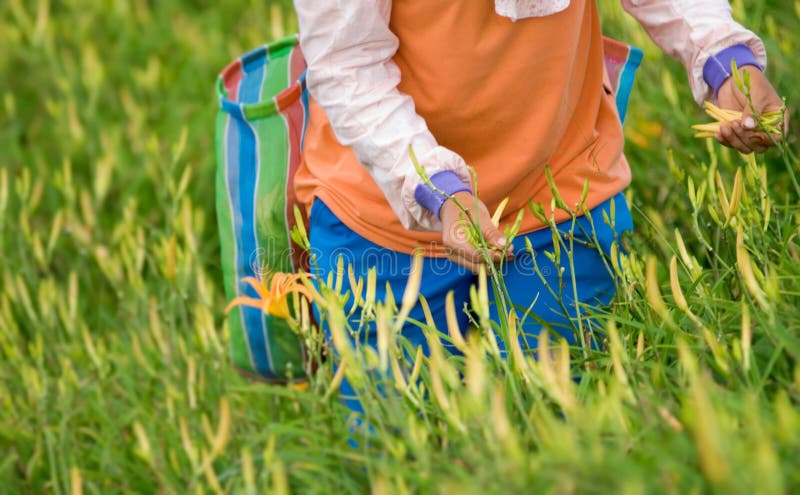 Farmer working in the fram stock image. Image of grass - 10655207