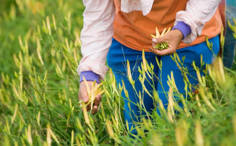 Farmer working in the fram stock image. Image of grass - 10655207