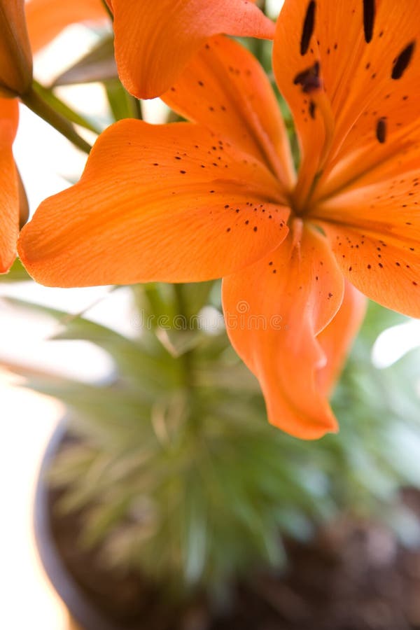 Tiger lily flowers stock photo. Image of blooms, pretty - 2791168