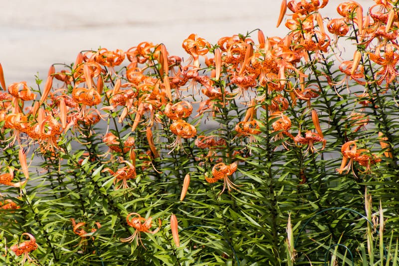 Tiger Lily Garden in Now in Full Bloom Stock Photo - Image of colorful ...