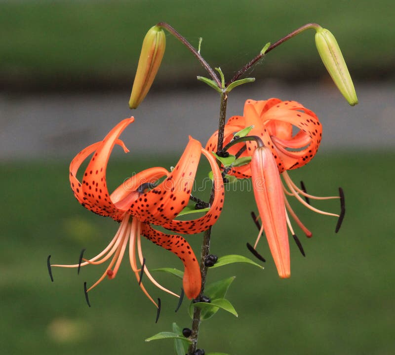 Tiger Lily 2 stock photo. Image of wildflowers, green - 58748132