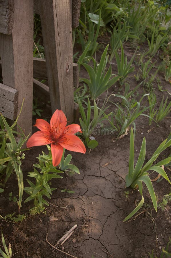 Tiger Lily Growing in Garden Stock Photo - Image of nature, evening ...