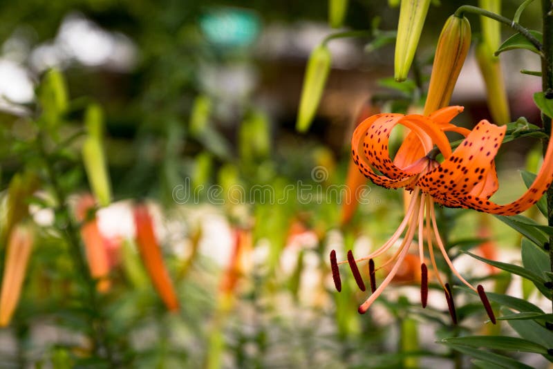 Tiger Lily Hanging Out in the Garden Stock Photo - Image of nature ...
