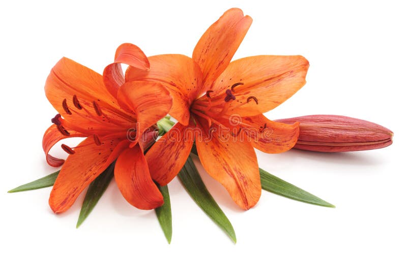 Tiger lily with leaves stock photo. Image of flower - 137955596