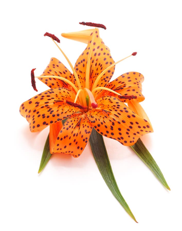 Tiger lily with leaves stock photo. Image of beauty - 215859916