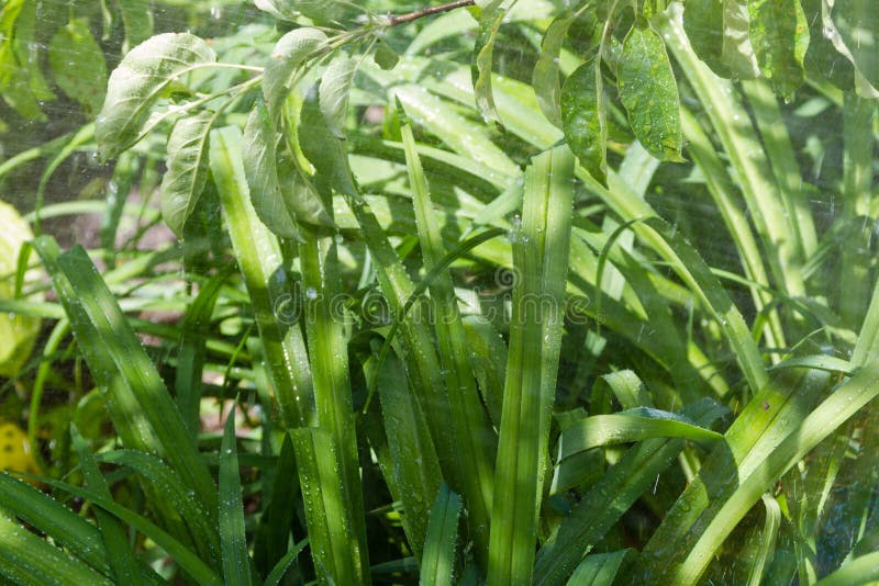 Tiger lily leaves stock image. Image of lawn, gardening - 148213873