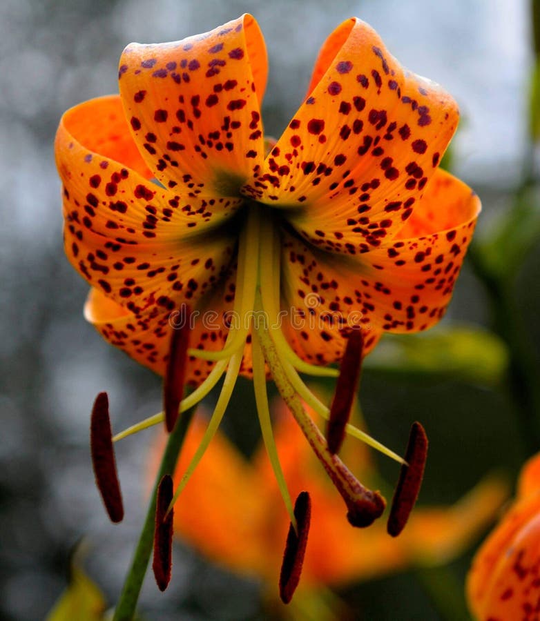 Tiger Lily stock photo. Image of flower, tiger, lily - 57671212