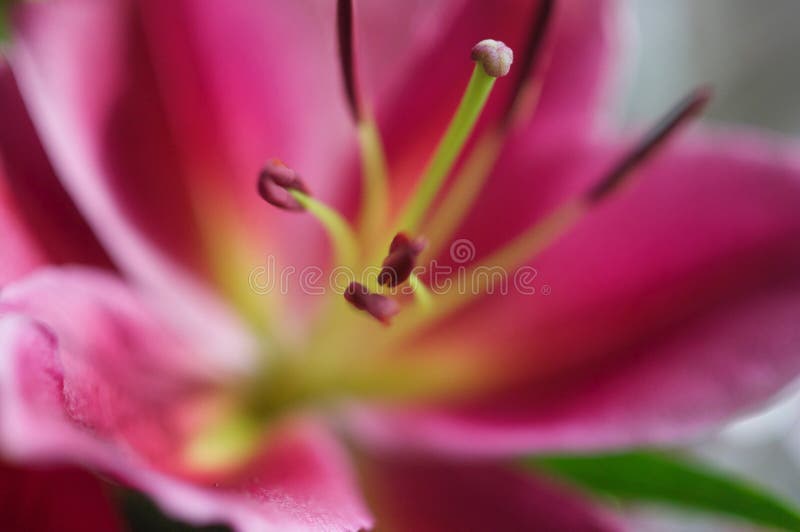 Tiger lily stock photo. Image of center, purple, tiger - 55825476