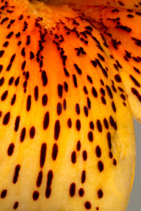 Tiger Lily Flower Spots 01 stock image. Image of lancifolium - 345180657