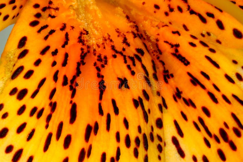 Tiger Lily Flower Spots 03 stock photo. Image of brown - 345180660
