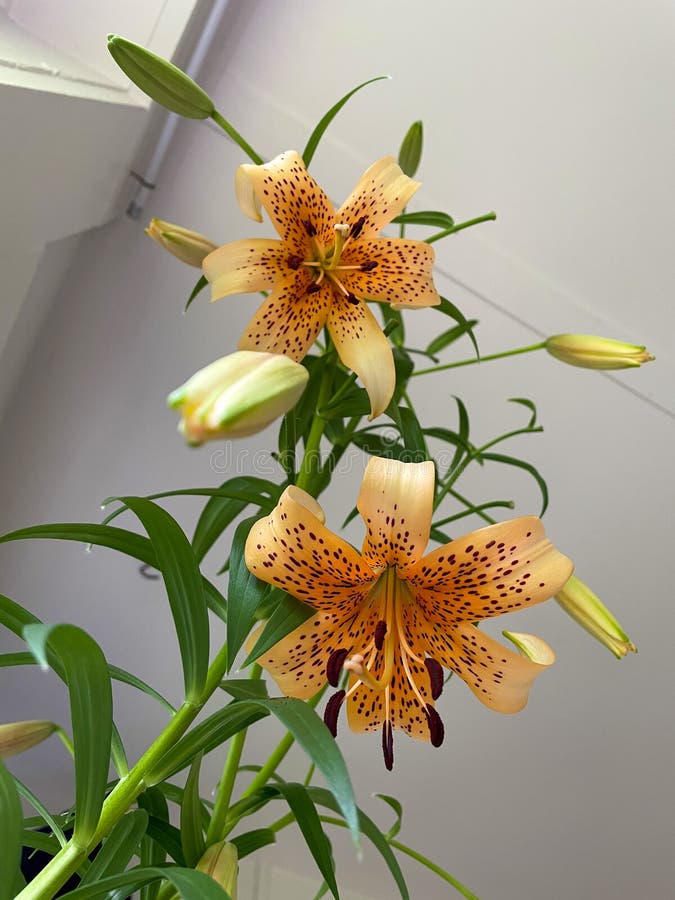 Tiger Lily Spotted Flower 03 Stock Image - Image of botanical, flower ...