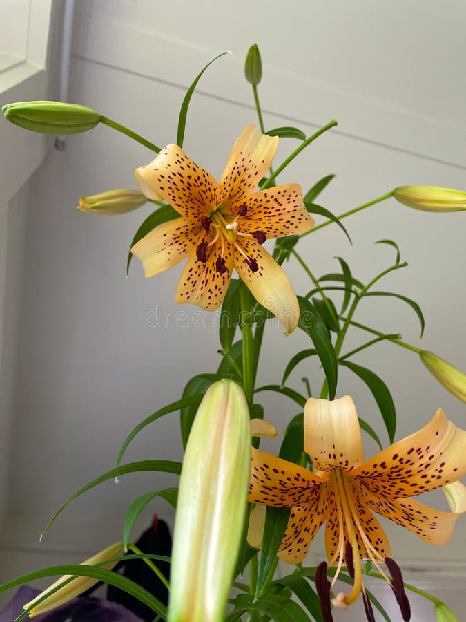 Tiger Lily Spotted Flower 05 Stock Image - Image of lily, tiger: 325738865