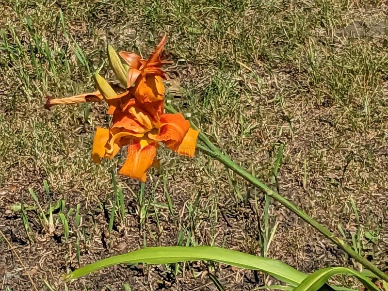 Tiger Lily Spring Summer stock image. Image of tiger - 290973953