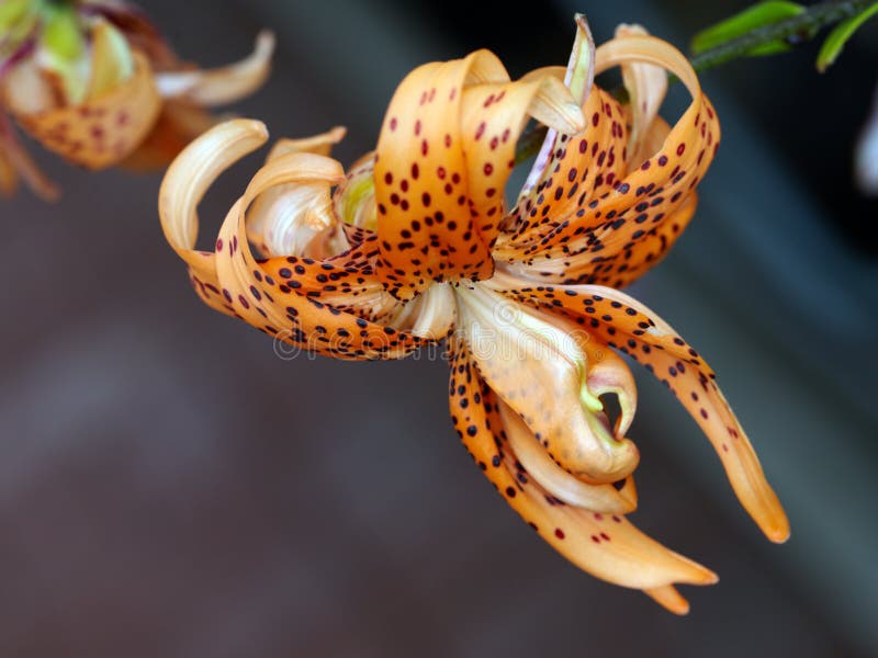 Tiger lily stock image. Image of lily, closeup, variety - 34946507