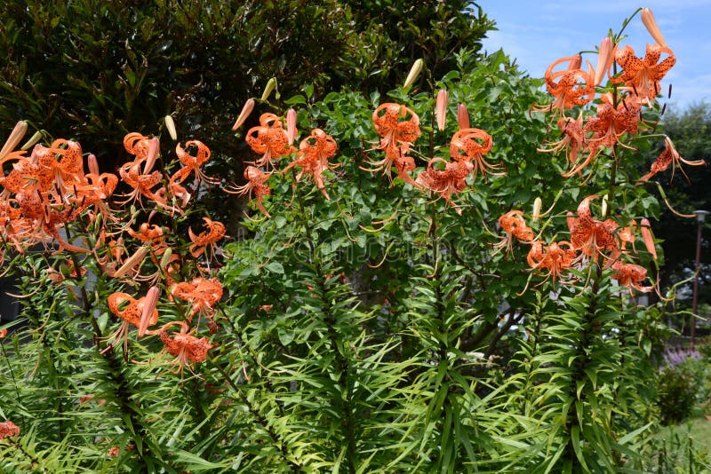 Tiger lily stock image. Image of green, natural, outdoor - 121239309