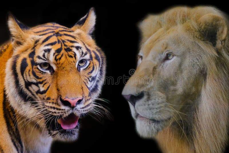 Sunda Tiger Stock Photos - Free & Royalty-Free Stock Photos from Dreamstime