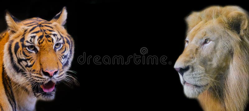 Sunda Tiger Stock Photos - Free & Royalty-Free Stock Photos from Dreamstime