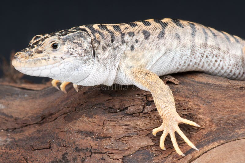 Tiger lizard stock photo. Image of diurnal, lizard, predator - 25111352