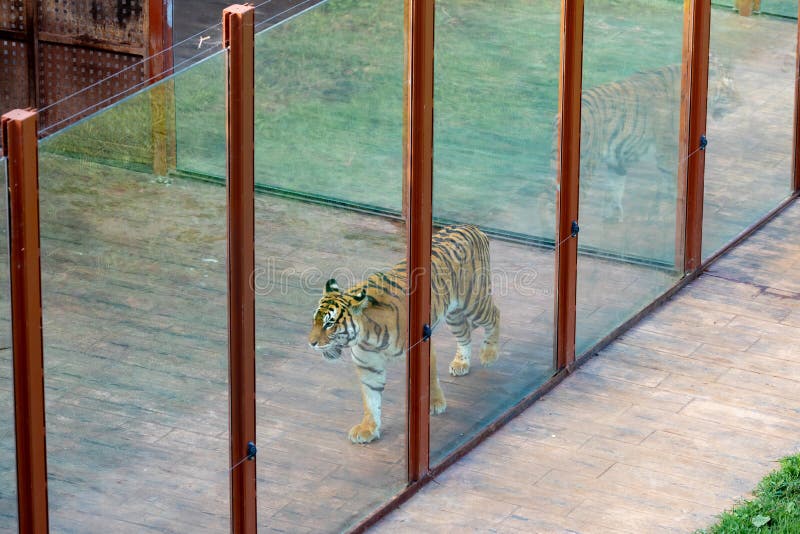 Locked up tiger stock photo. Image of feline, wild, cage - 2389132