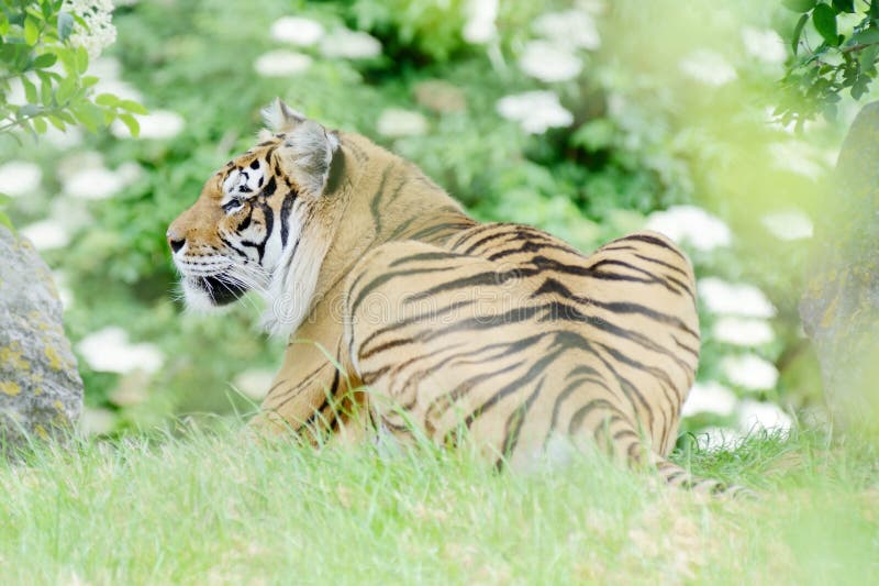 Tiger stock image. Image of hunter, sumatra, stre, bengal - 31964135