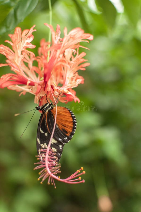 A Tiger Long Wing Butterfly Stock Image - Image of summer, green: 108523839