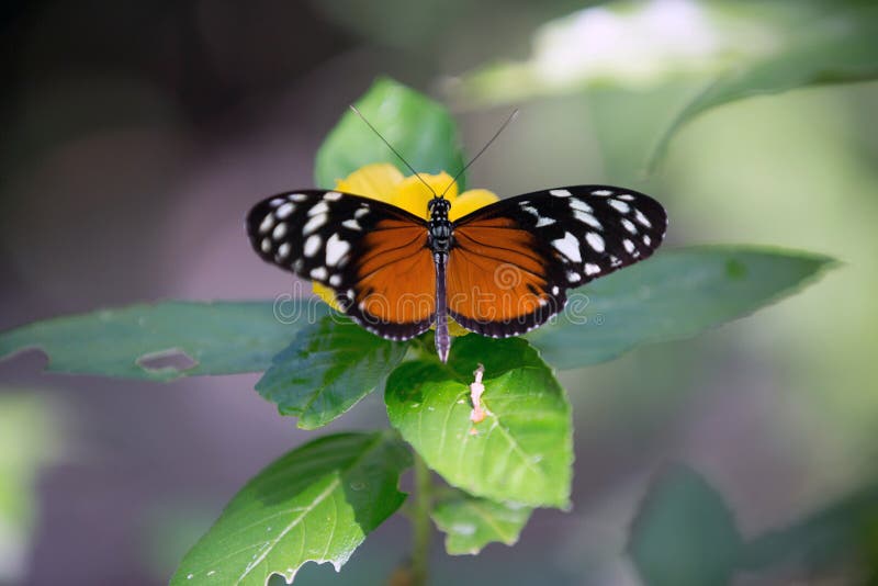 Marathonian Bull Stock Photos - Free & Royalty-Free Stock Photos from ...