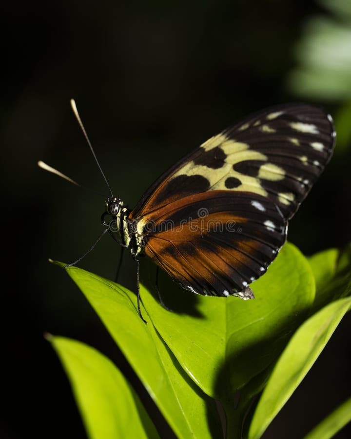 Tiger Longwing Butterfly stock image. Image of pattern - 269775967