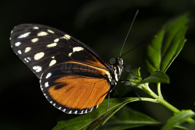 Tiger Longwing Butterfly stock photo. Image of rainforest - 269775982