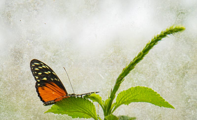 Tiger Longwing Butterfly in Costa Rica Stock Image - Image of colorful ...