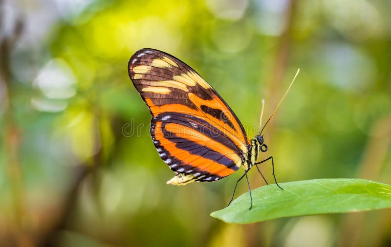 Tiger Longwing Butterfly stock photo. Image of natural - 174782056
