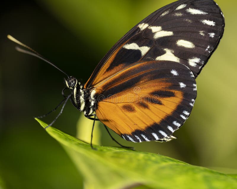 Tiger Longwing Butterfly stock photo. Image of beauty - 269784252