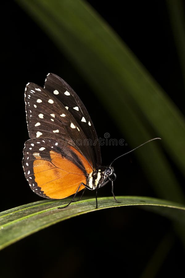 Tiger Longwing or Golden Helicon, Heliconius Hecale Stock Image - Image ...