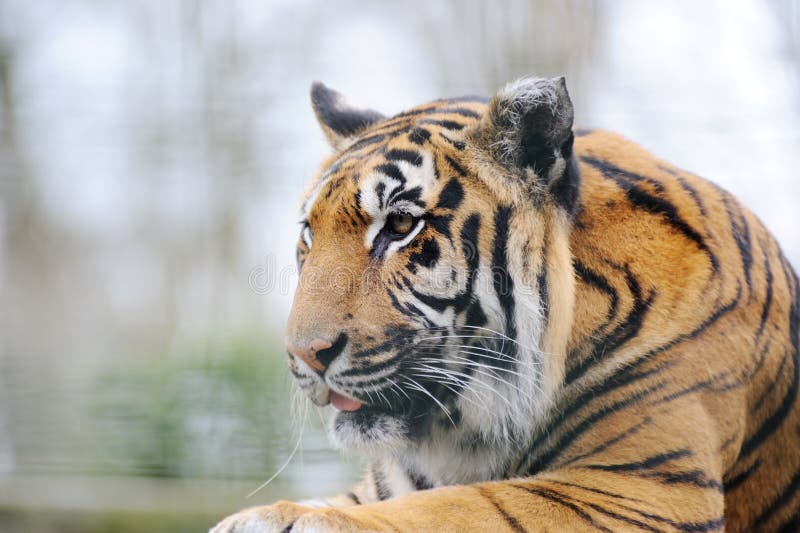 Tiger looking stock image. Image of head, dangerous, hunt - 23965131