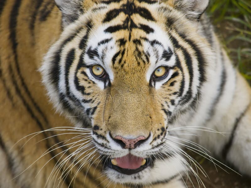 Tiger Looking Back at You stock image. Image of eyes, teeth - 8183619