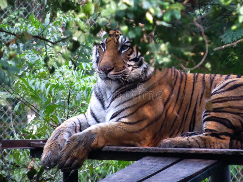 Tiger looking through bush stock photo. Image of fang - 256211364