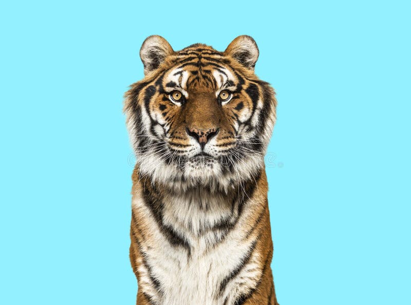 156 Tiger Facing Camera Stock Photos - Free & Royalty-Free Stock Photos ...