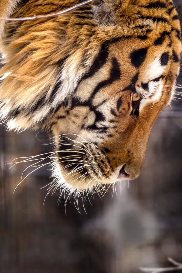 Tiger breath stock photo. Image of looking, nature, whiskers - 108846156