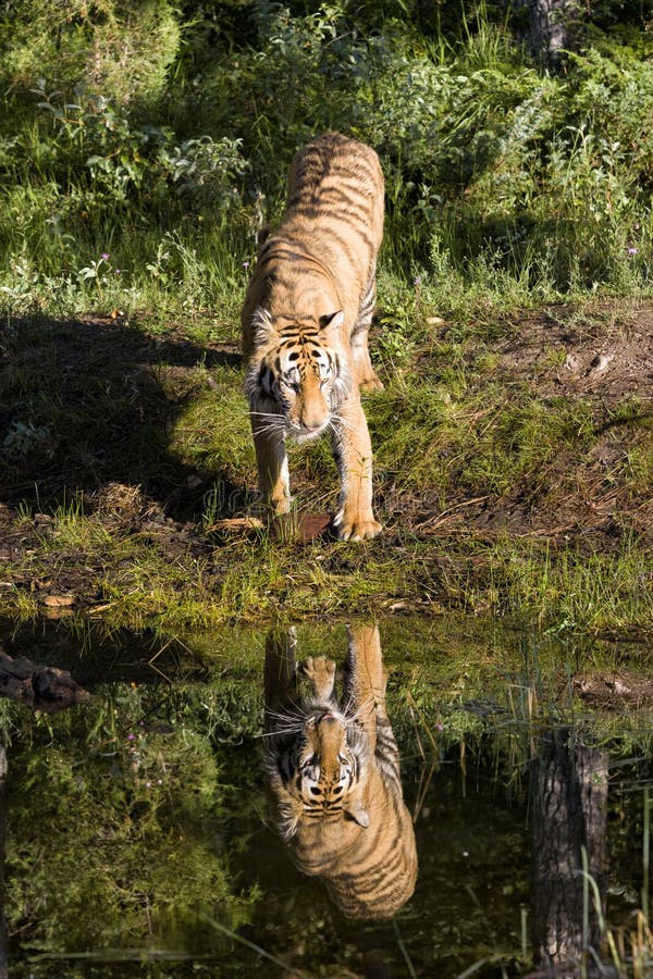 Tiger Looking at His Reflection Stock Image - Image of animal ...