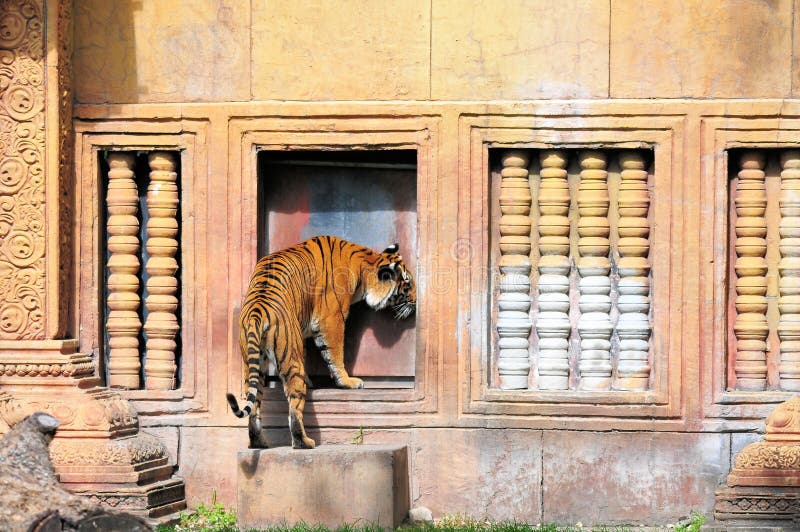 135 Tiger Peeking Stock Photos - Free & Royalty-Free Stock Photos from ...