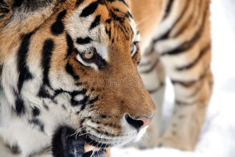 Tiger Looking Right on Snow Stock Image - Image of animal, hunter: 18903517
